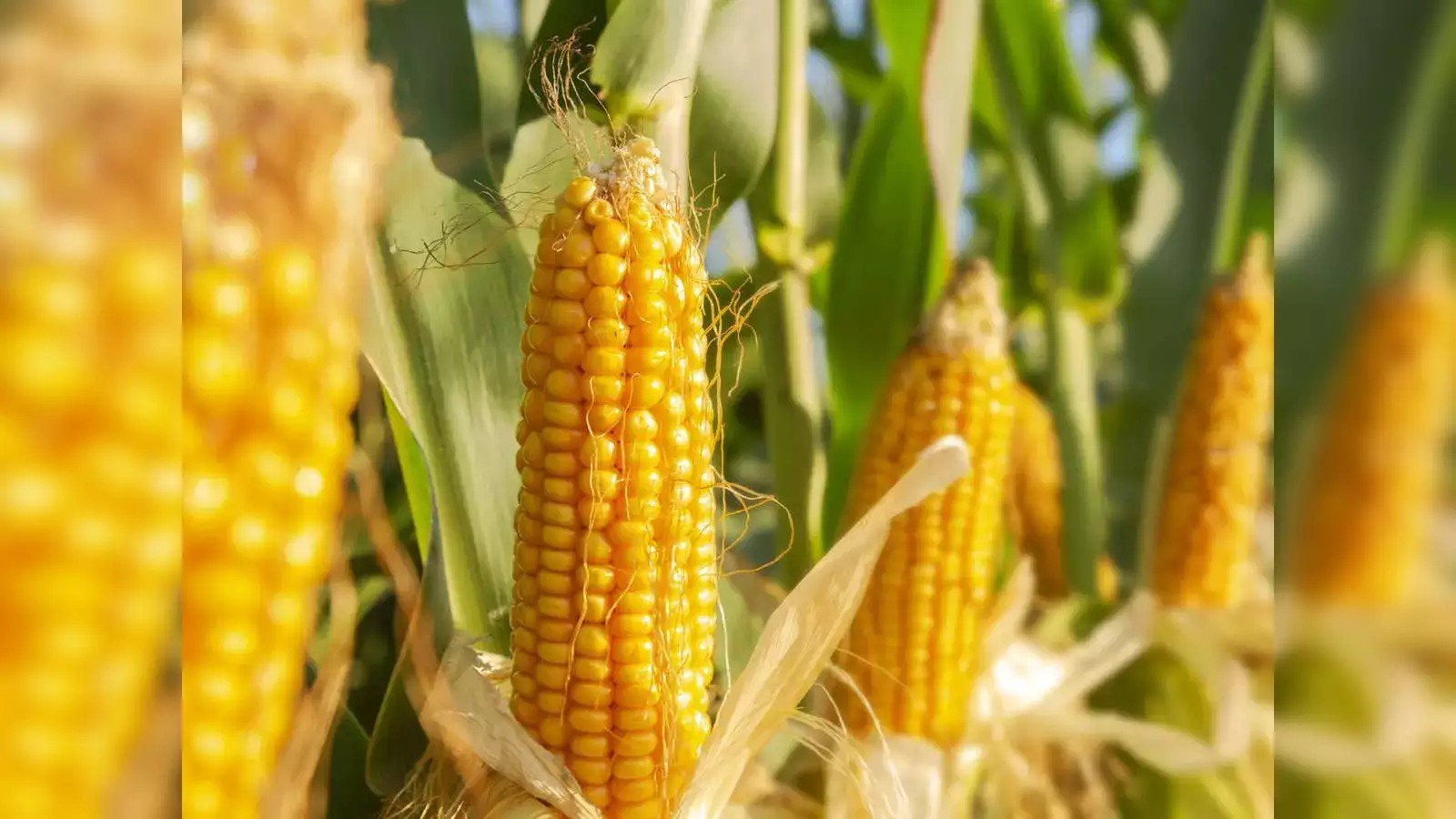 Yogi govt aims to double maize production by 2027 with new initiative ...